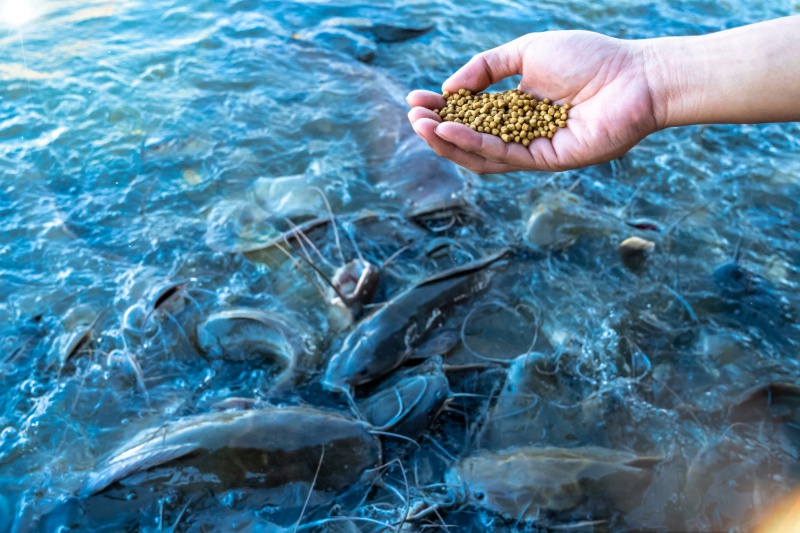 O que é Conversão Alimentar dos Peixes