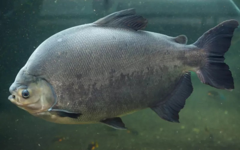 O que é o Pacu e como é a Criação desse Peixe no Brasil