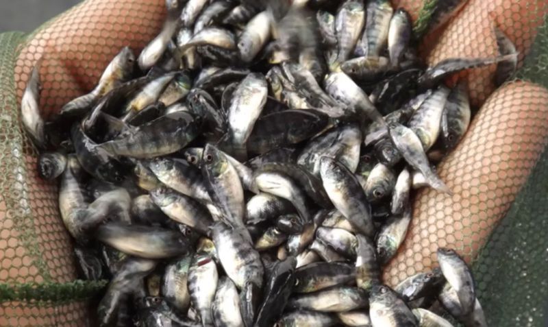 Alevinos de Tilápia com Genética Melhorada para Piscicultura